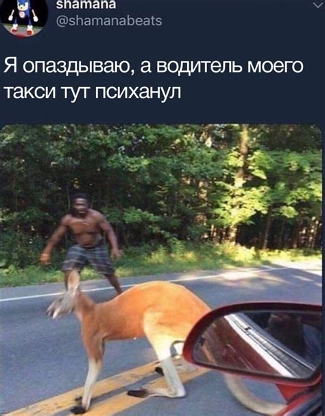 Ставлю на кенгуру | Пикабу