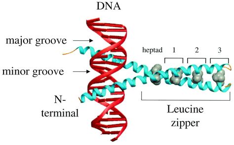 Which Of The Following Interactions Hold The Leucine Zipper Together Metal Ion Binding Protein