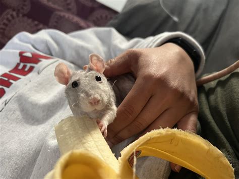 Mango My Banana Lovin Rattie R Rats