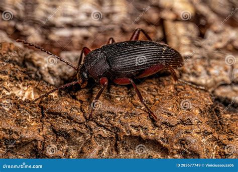 Adult Comb Clawed Darkling Beetle Stock Image Image Of Green