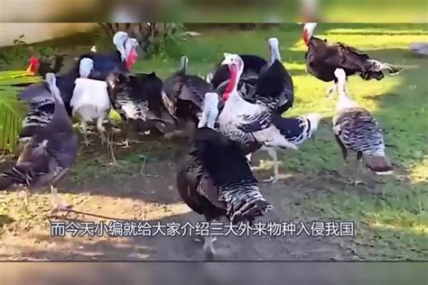 三大外来物种入侵我国，这次换我们头疼了，中国吃货没辙入侵我国物种