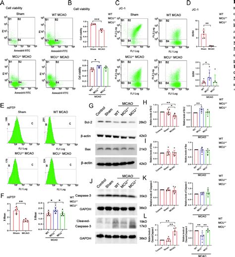 Figure 4 From The Effect Of Regulating Mcu Expression On Experimental