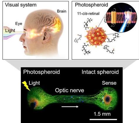 Cutting Edge Artificial Neural Circuit Platform For Vision A