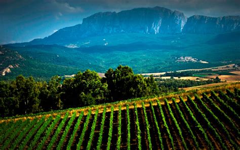 Cusumano » Wein aus Italien Sizilien TENUTA FICUZZA