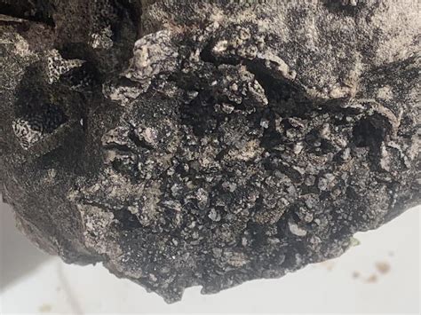 Are These Fossils Found In Payson Az R Fossilid