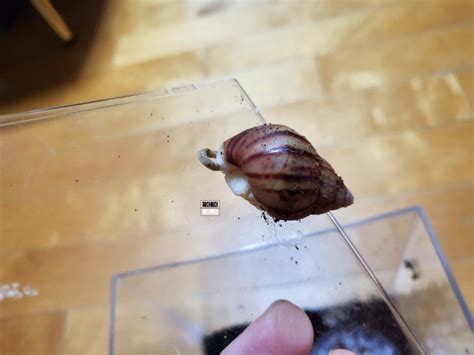 백와 달팽이 키우기 백와달팽이 수명 및 달팽이흙 오래사용하는 방법 네이버 블로그