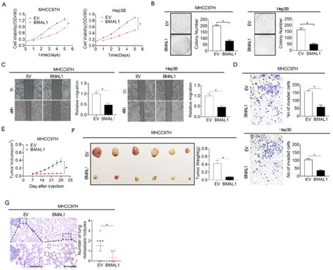 Over Expressed BMAL1 Attenuated HCC Cell Proliferation And Metastasis