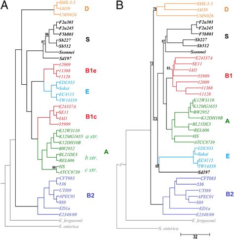 R Pheatmap How To Keep Only The Dendogram Stack Overflow