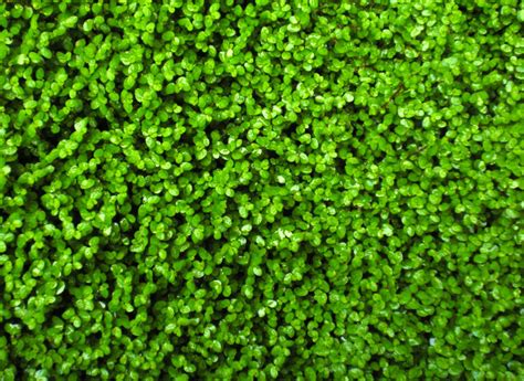 Stock Texture Greenery By Rockgem On Deviantart