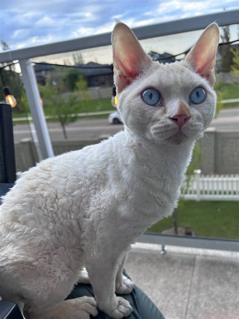 Adult Devon Rex Rehome Cats And Kittens For Rehoming Saskatoon Kijiji