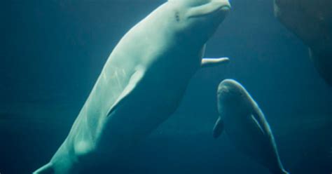 Beluga Calf Makes Public Debut At Shedd Aquarium Cbs Chicago