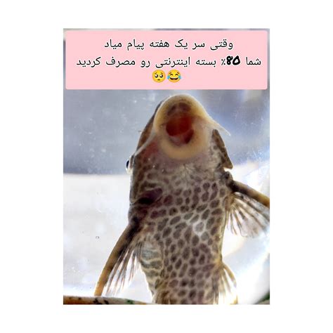 این گربه ماهی که براتون میمش کردم داستانش ازین قراره که داخل آکواریوم