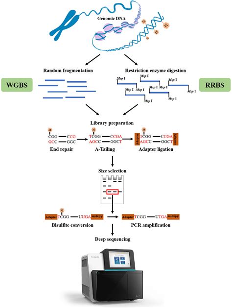 Figure 2 From Dna Methylation Methods Global Dna Methylation And