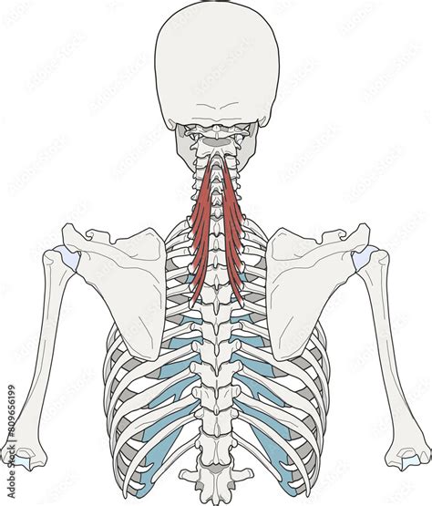 경반극근 근육 골격 라인일러스트 Stock Illustration Adobe Stock