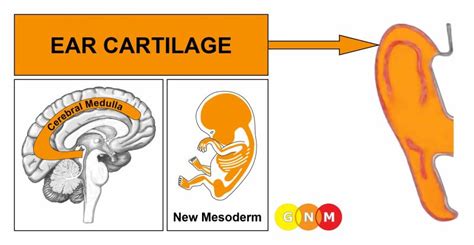 Ear Cartilage