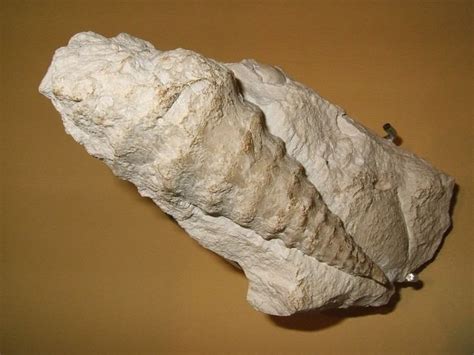 Nerinea Alchetron The Free Social Encyclopedia
