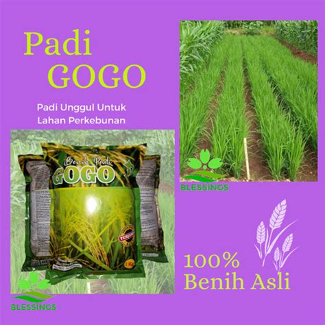 Detail Gambar Benih Padi Koleksi Nomer 12