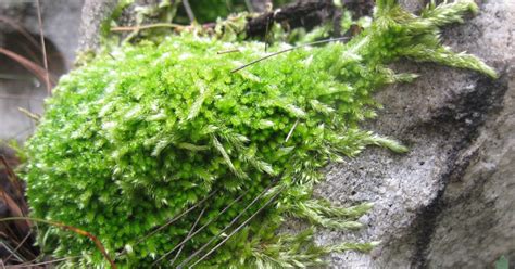 Learning About Biodiversity Bryophyte Life Cycle
