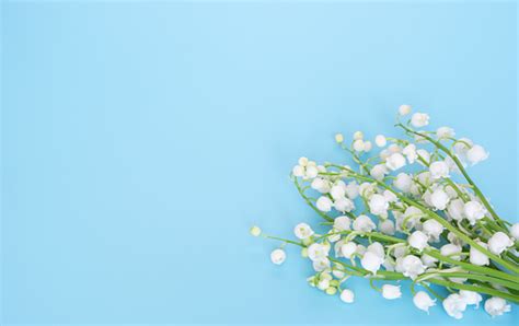푸른 배경에 계곡의 꽃 백합 복사 공간을 복사합니다 엽서 계곡에 대한 스톡 사진 및 기타 이미지 계곡 백합 0명 Istock