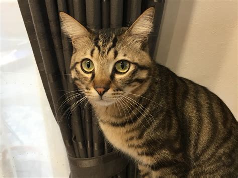 耳に切れ込みがあるキジトラを探しています