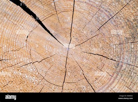 Single Log Texture