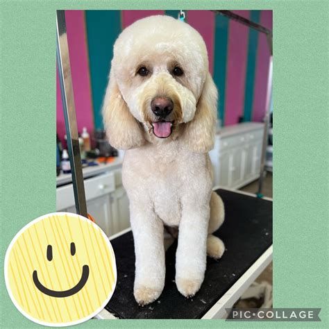 Doggie Style Pet Grooming Salon Home