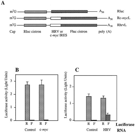 A Comparison Of The Efficiency Of The C Myc Ires And Hrv Ires Directed Download Scientific