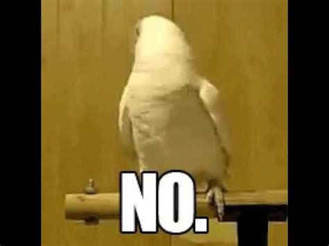 No YouTube