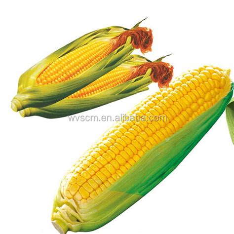 Customized Printed Biodegradable Corn Starch Plastic Bagchina Wvscm