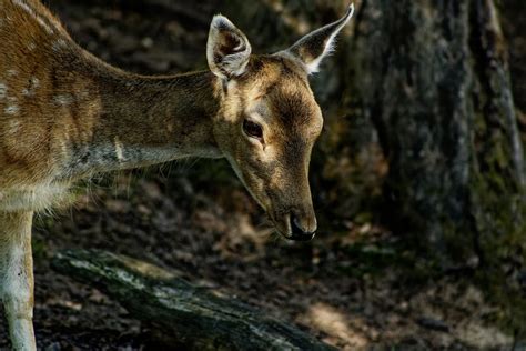 Photo Diane Capelle Photos Pictures Diane Capelle 57830