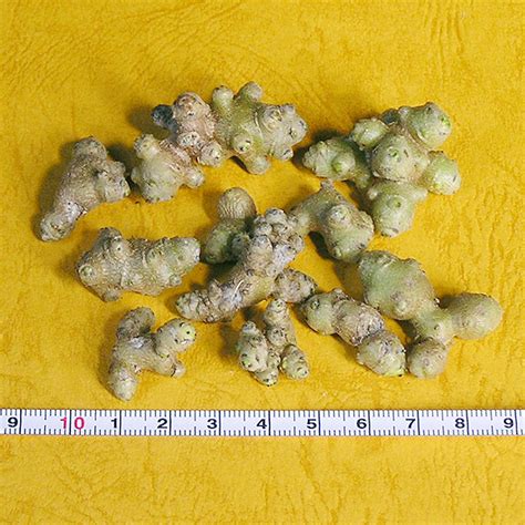 Yahooオークション オカワカメ（おかわかめ 雲南百薬）の むかご