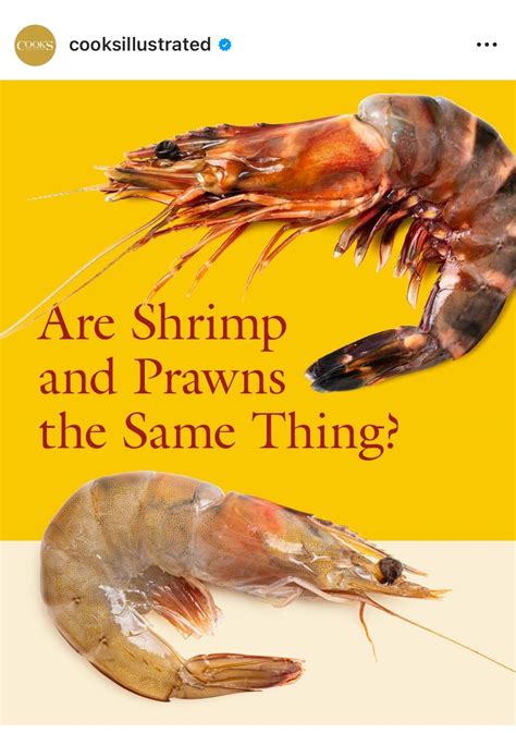 Shrimpsisbugs
