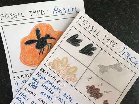 Primary Fossils Page GeoBus Free STEM Workshops For Babes