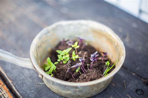 농장에 심을 준비가 된 농작물의 어린 묘목 정원 가꾸기 개념입니다 농장에서의 농업 작업 가루로 빻은에 대한 스톡 사진 및 기타 이미지 가루로 빻은 개념 계절 Istock