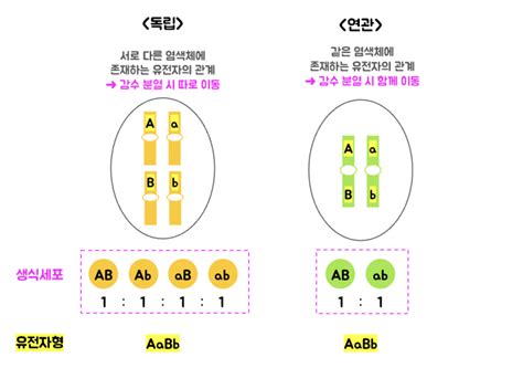 생명과학 1 유전의 주요 원리 멘델의 유전 법칙 네이버 블로그