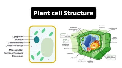 Cytoplasm Functions Structure Definition And Diagram Biology