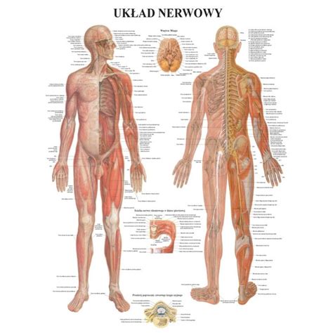 Plansza Anatomiczna Uk Adu Nerwowego Cz Owieka