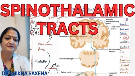 Spinothalamic Tracts Anterior And Lateral Spinothalamic Ascending