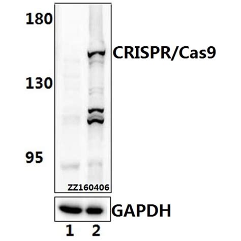 Anti Crisprcas9 D1100 Antibody A25027