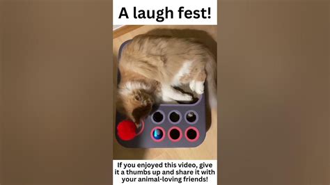 Funniest Pet Reactions🥰😄😃shorts Youtube