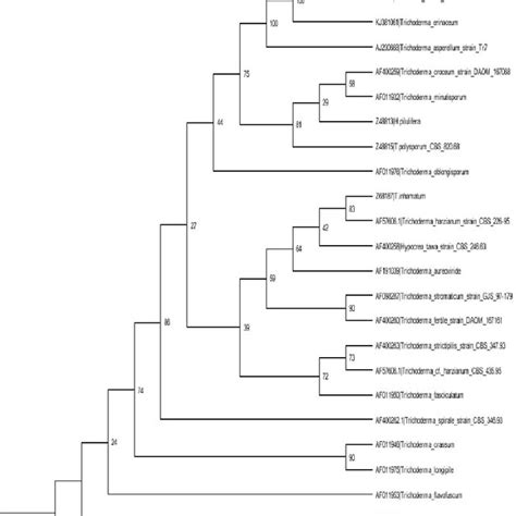 Pdf Isolation And Characterization Of Trichoderma Erinaceum For
