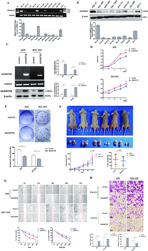 Adamts9 Attenuated Malignant Phenotypes In Ags And Bgc 823 Cells A
