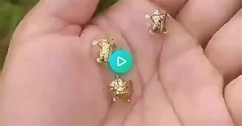 The Golden Tortoise Beetle Charidotella Sexpunctata Is A Species Of
