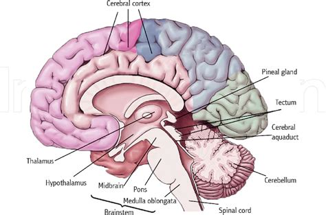 Pdf Mesencephalon Midbrain Semantic Scholar