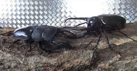 Необычные жуки олени жуки геркулесы крутые факты про жуков