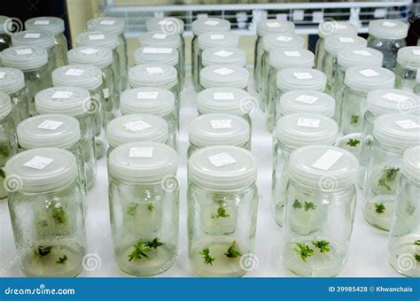 Plant Tissue Culture In Bottle In The Laboratory On White Background