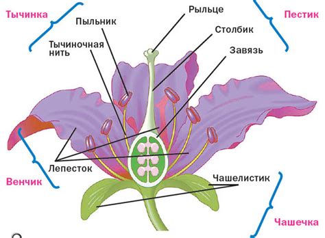 Почему главными частями цветка называют тычинки и пестик