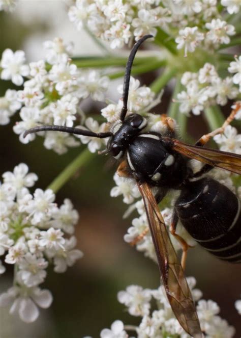 Découverte Dune Terrifiante Nouvelle Guêpe Parasitoïde En Amazonie Geo Fr