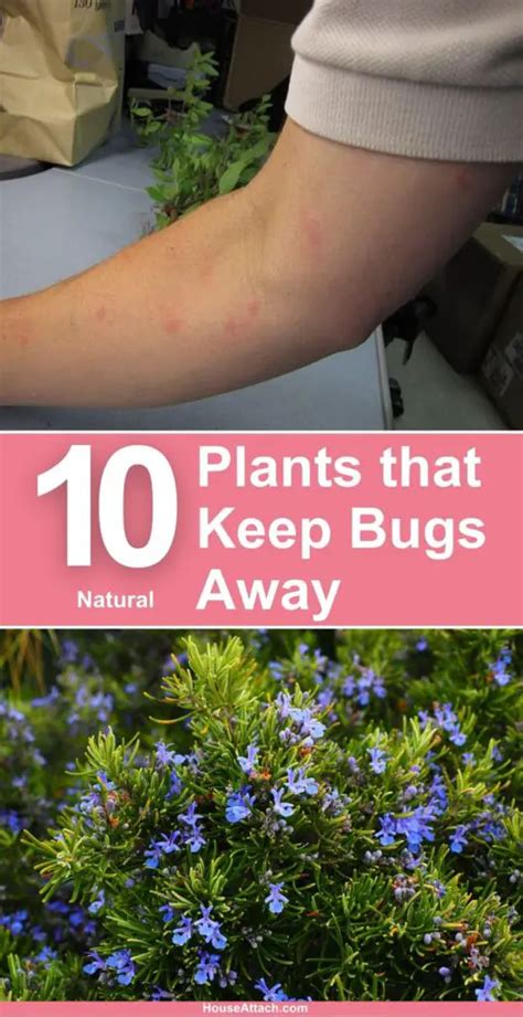10 Natural Plants That Keep Bugs Away