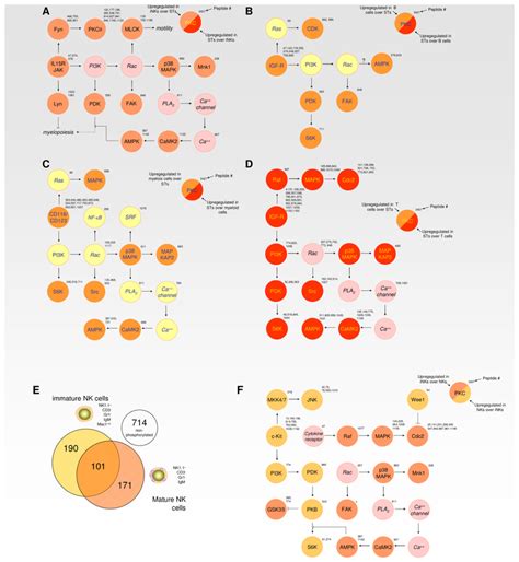 Signalling Variations Following Lineage Commitment From Multi Potent